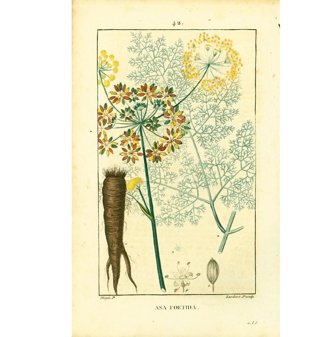 1814 Antique Asafetida Asafoetida Seeds Roots Flower Plant Botanical ...