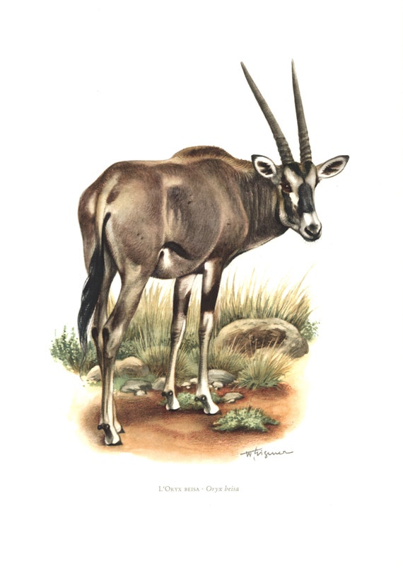 African Oryx