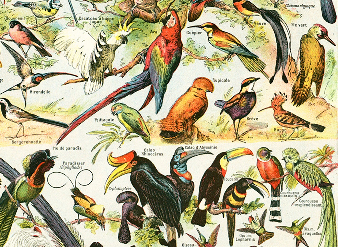 1930 Birds Authentic Antique Print Larousse From 1930s Bird - Etsy