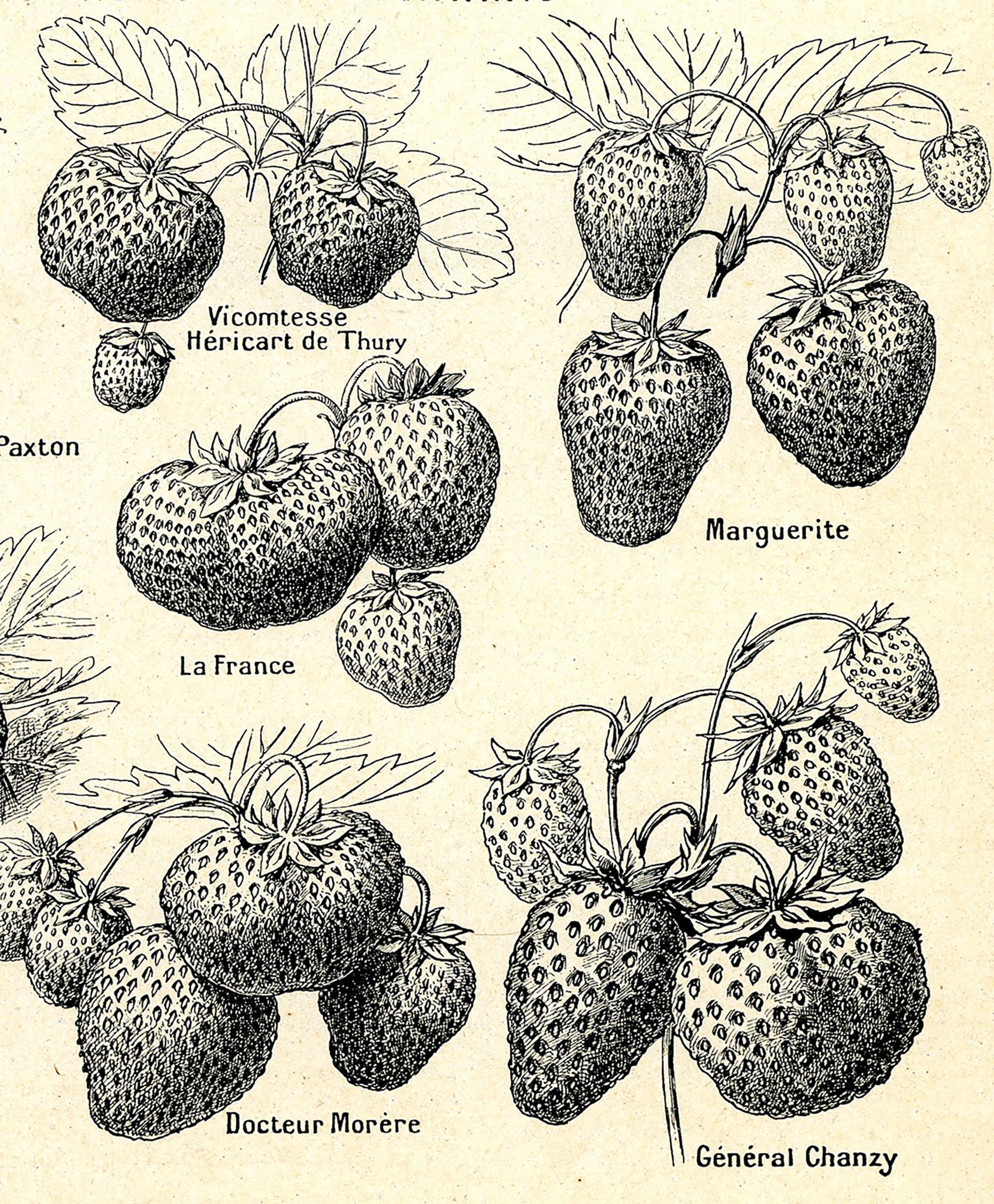 1922 Antique Strawberry Print, Vintage Fruits Vegetables Print, Kitchen ...