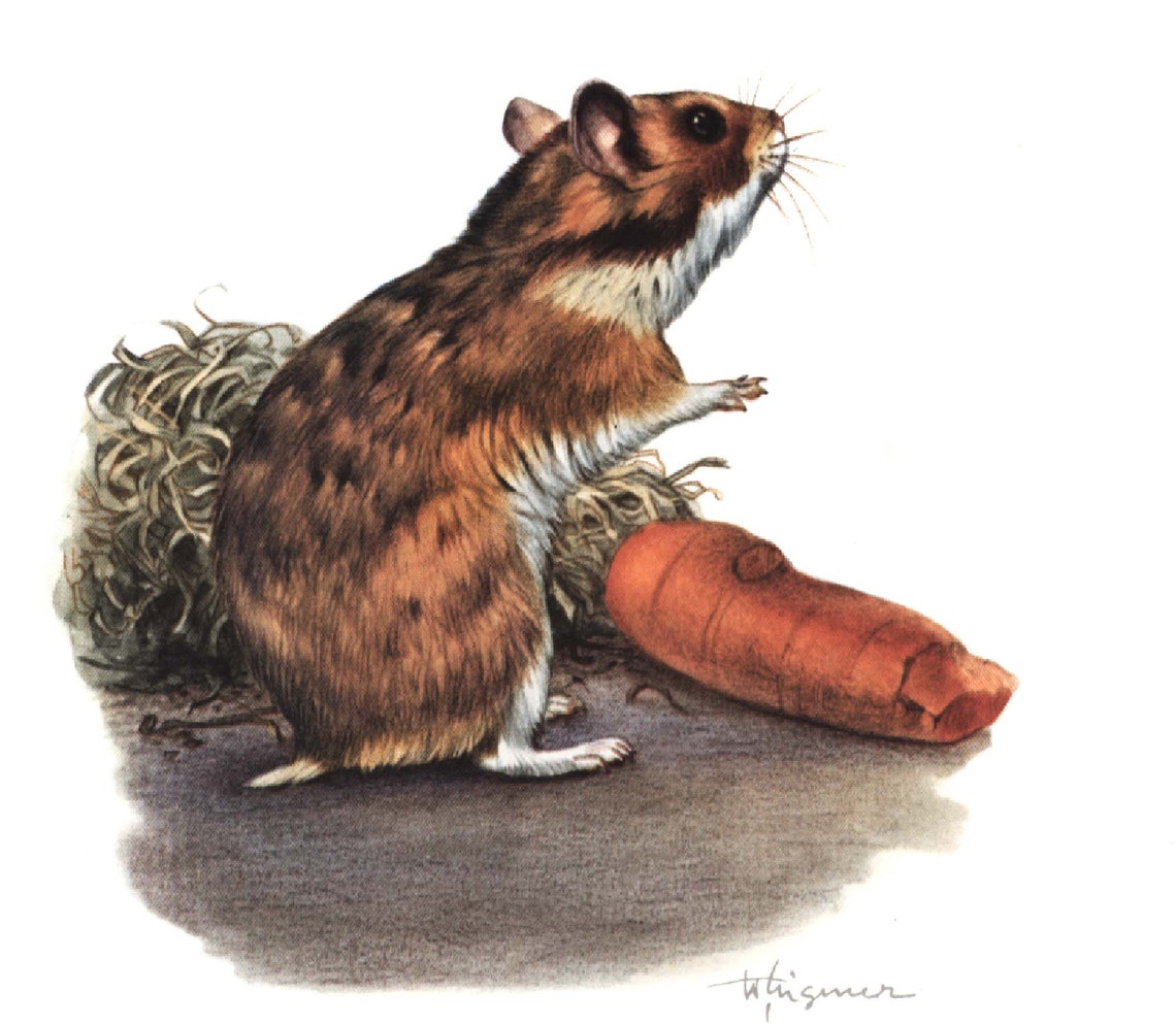 1974 Golden Hamster Vintage Illustration, Animal Art Print, Wild Animal ...
