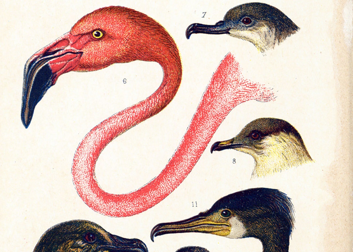 1890 Pink Flamingo, Puffin Shorebirds Avocets Stilt, Beak Feather ...