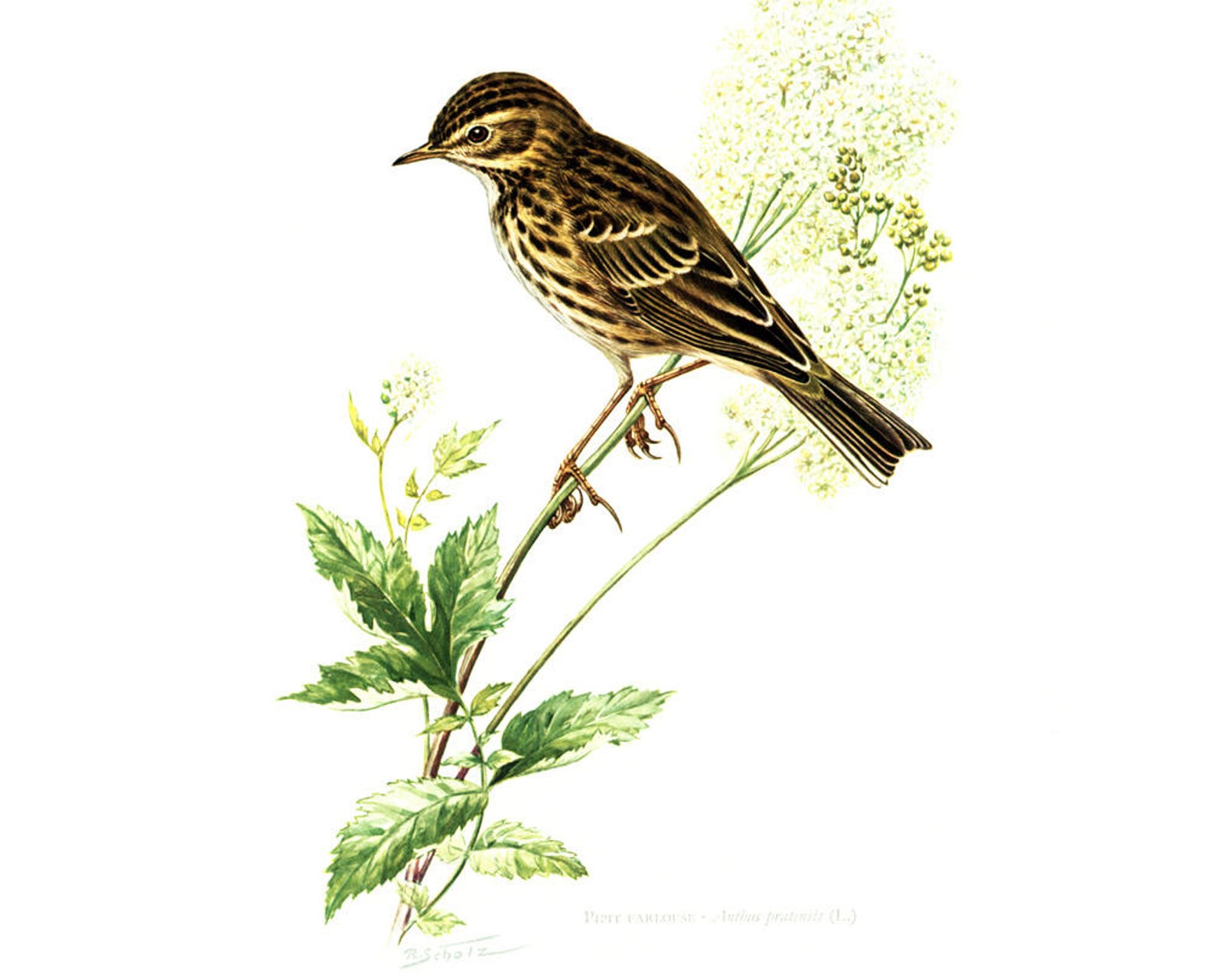 1969 Meadow Pipit Print. Vintage Bird Print, Ornithology, Nature Wall ...