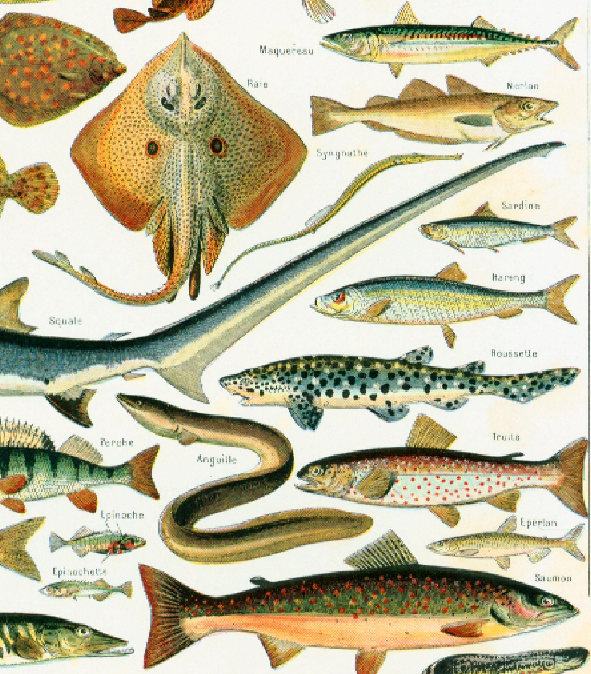 1930 Antique Fish Chart Ichtyology Identification Authentic 1930s Print ...