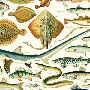 1930 Antique Fish Chart Ichtyology Identification Authentic | Etsy