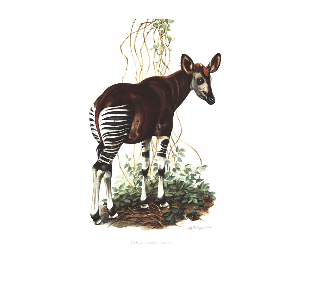 1974 Okapi Vintage Illustration, Giraffe Art Print, Wild Animal ...