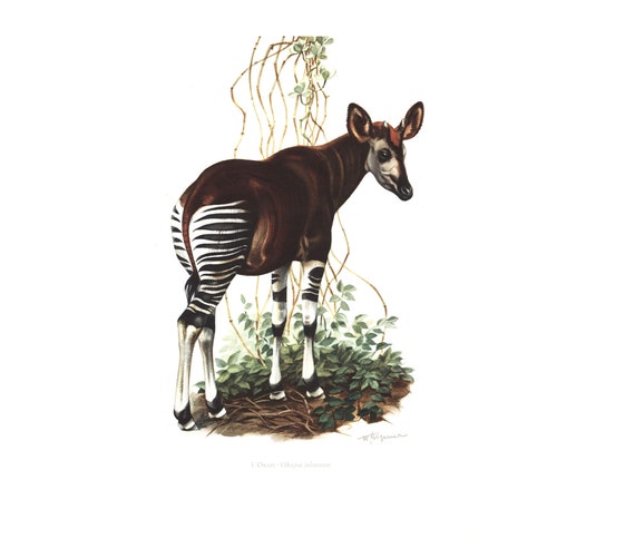 Okapi In The Wild