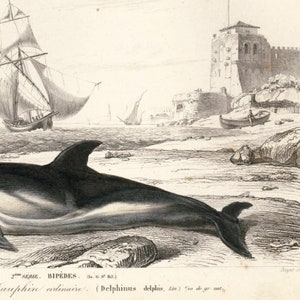 1861 Dolphin Antique Engraving, Marine Mammals and Sea Life Original ...