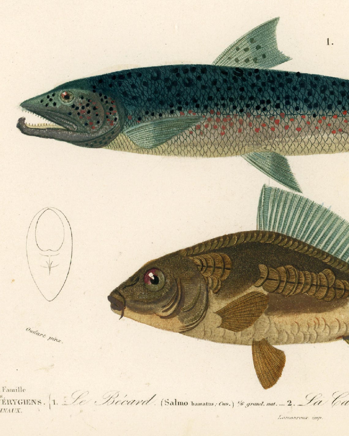 1861 Salmon, Carp, Handcolored Antique Print, Victorian Fish Lithograph ...