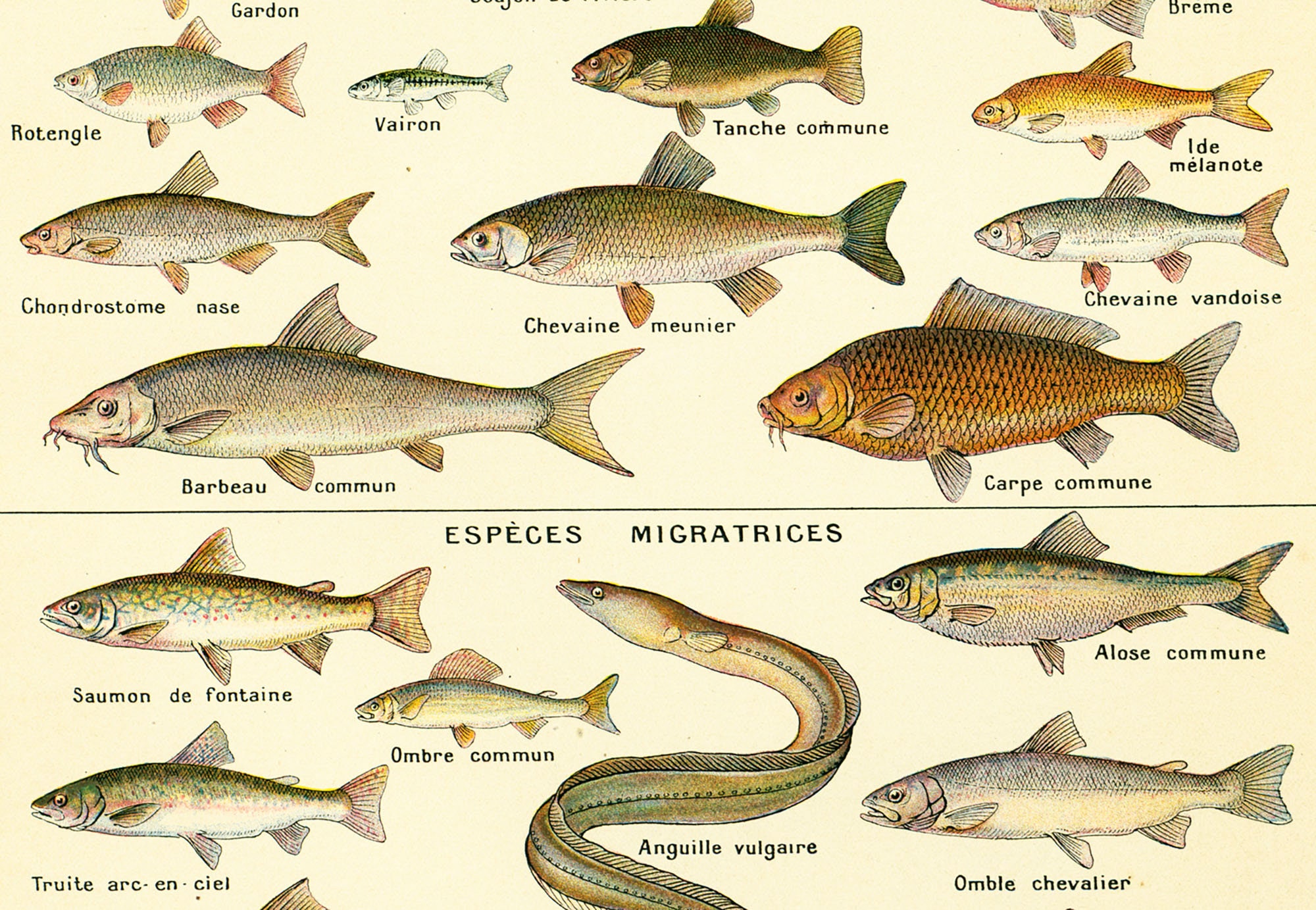 1922 Poissons d'Eau Douce. Aquaculture. Planche illustrée | Etsy