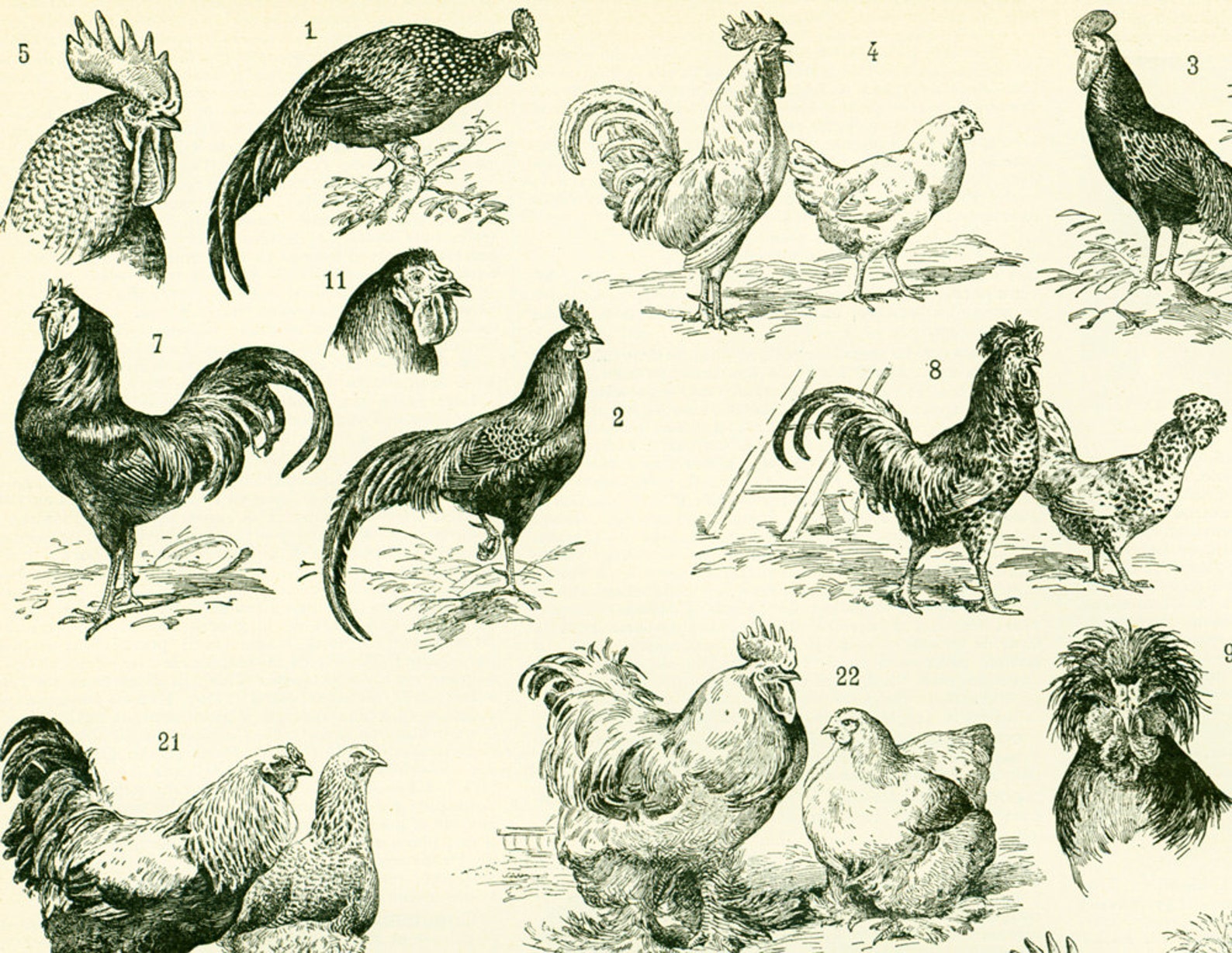1897 Antique Chicken Breeds Print Original Larousse | Etsy