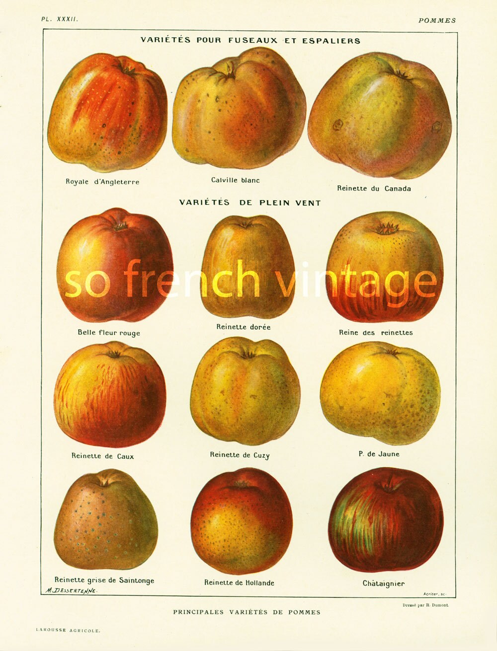 1922 Variétés de POMMES ANCIENNES Planche Originale | Etsy