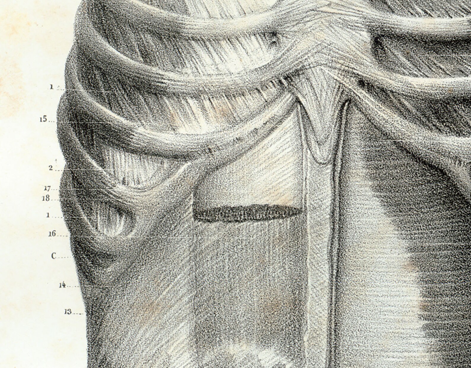 1844 Antique Anatomy Human Body Torso Muscles Human Body Large | Etsy