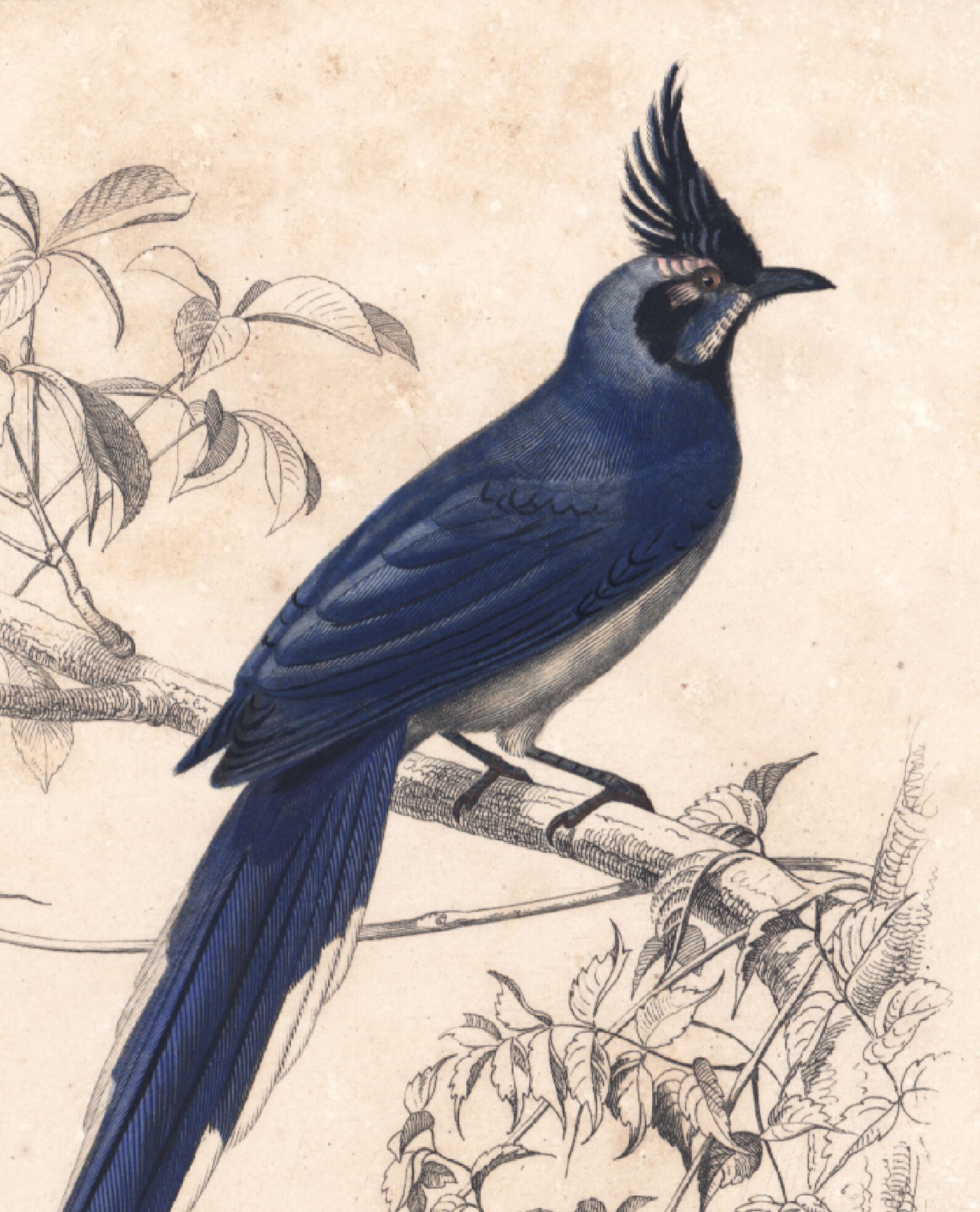 1861 Blue Magpie Antique Hand Colored Engraving French - Etsy