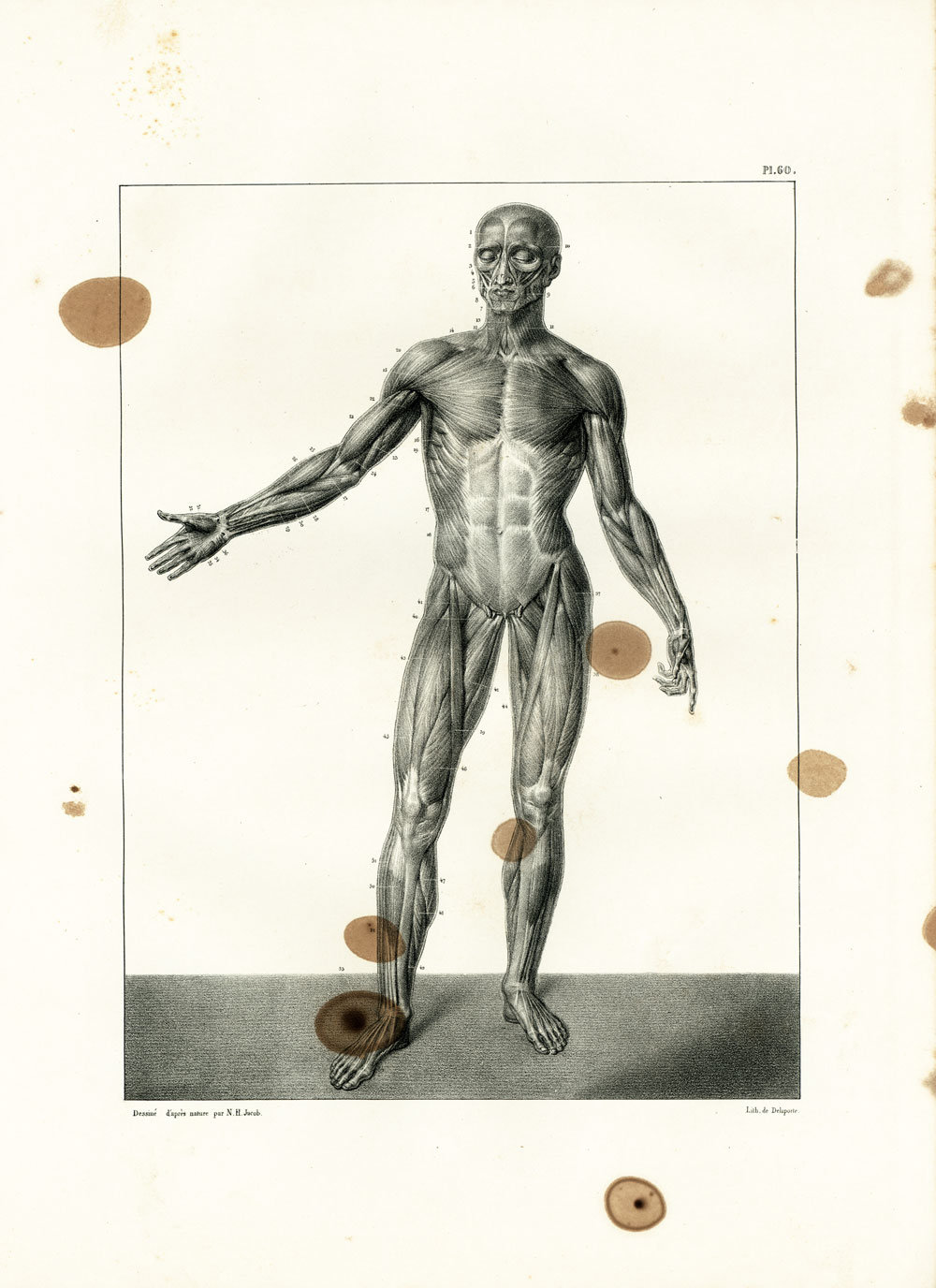 1836 Antique Muscular System XL Print Myology Muscles Human | Etsy