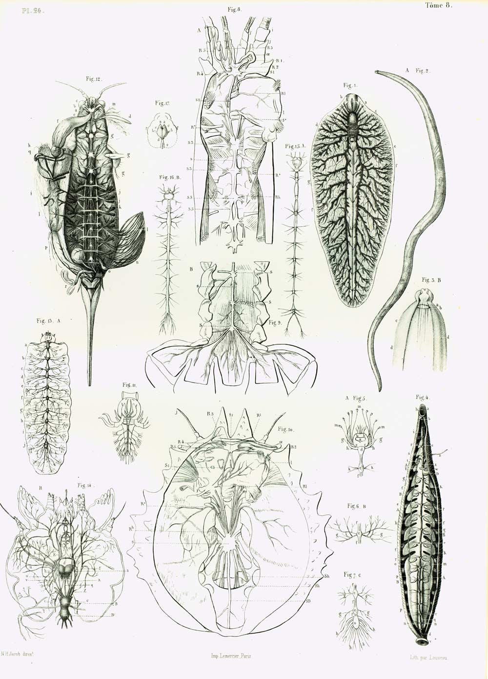 1854 Crustacéan Insect Nervous System, Antique Veterinary Print XL ...