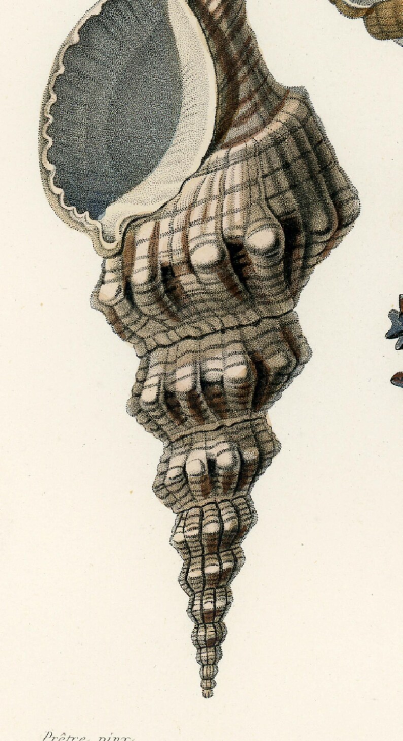 1861 Shells, Turbinella Original Antique Print, by Ch. Orbigny, Colored ...