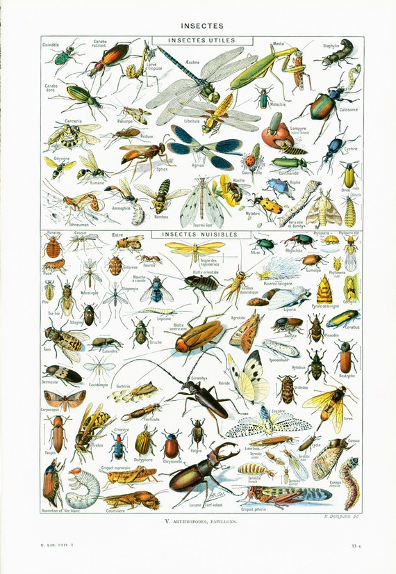 1930 Insectes planche illustrée couleur ancienne originale | Etsy France