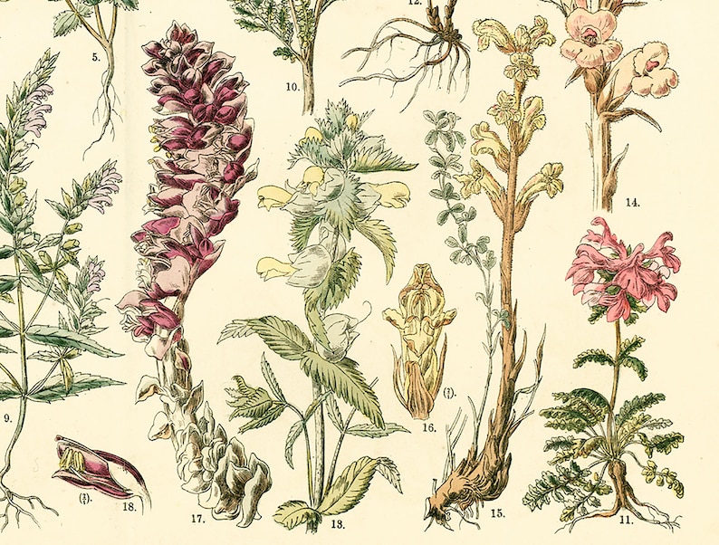 1885 Scrophulariaceae Figwort Family Chart Melampyrum Pedicularis ...