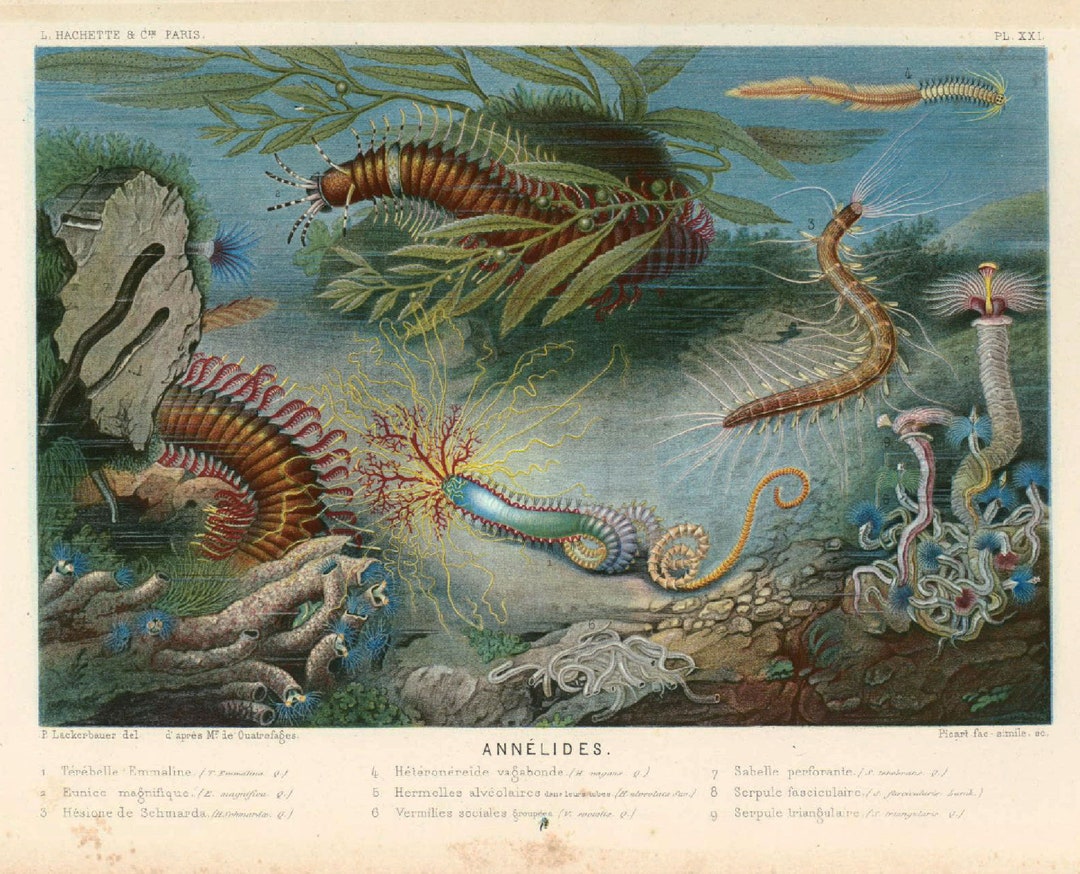 1881 Antique Worms Print French Encyclopedia Illustration - Etsy
