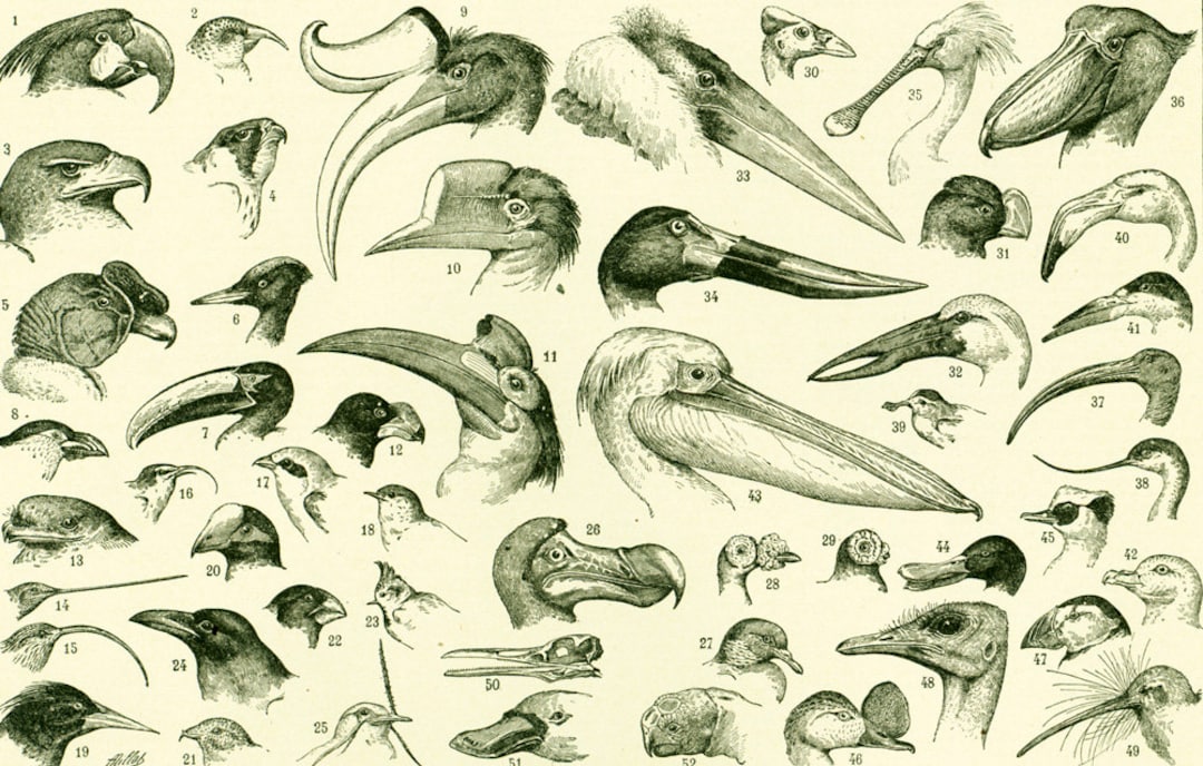 1897 Antique Print of Bird Beaks, Original Lithograph, Old Engraving ...