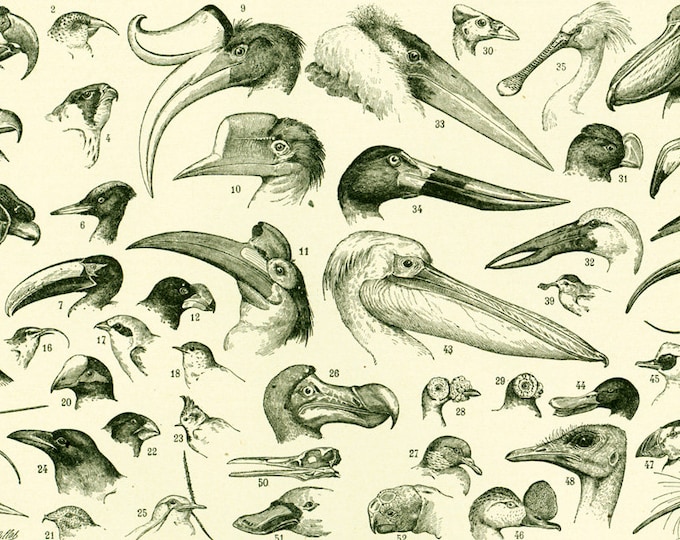 1897 Les Becs d'Oiseaux Illustration Ancienne Planche - Etsy France