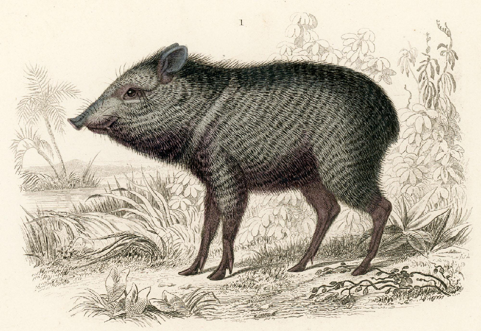 1861 Pecari Wild Pig by Ch. Orbigny Original Antique Print Animals ...