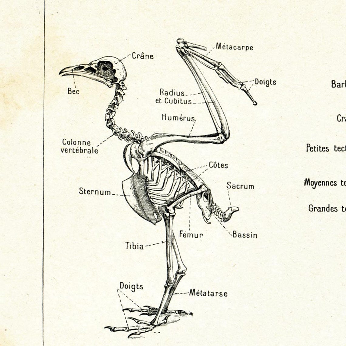 1922 Antique Bird Anatomy. Vintage Hen Skeleton Lithograph. - Etsy