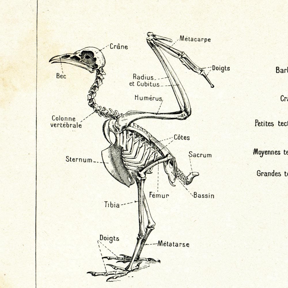 1922 Antique Bird Anatomy. Vintage Hen Skeleton Lithograph. - Etsy