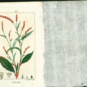 1814 Antique Jesusplant Print Natural History Botanical Botany Wall Art ...