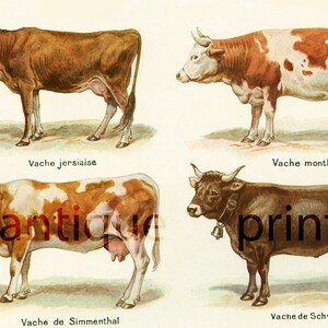 1922 Races Bovines. Races Vaches Laitieres . Planche illustrée Larousse ...