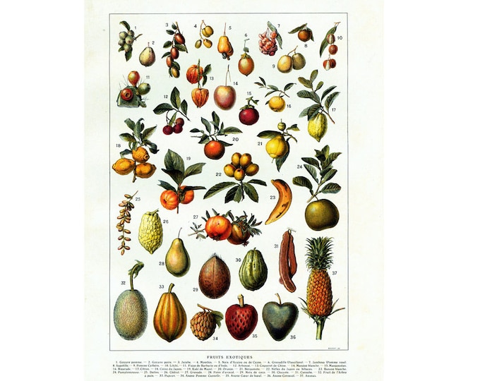 1933 Vintage Culinary Fruit Antique Botanical Chart Print. Authentic ...