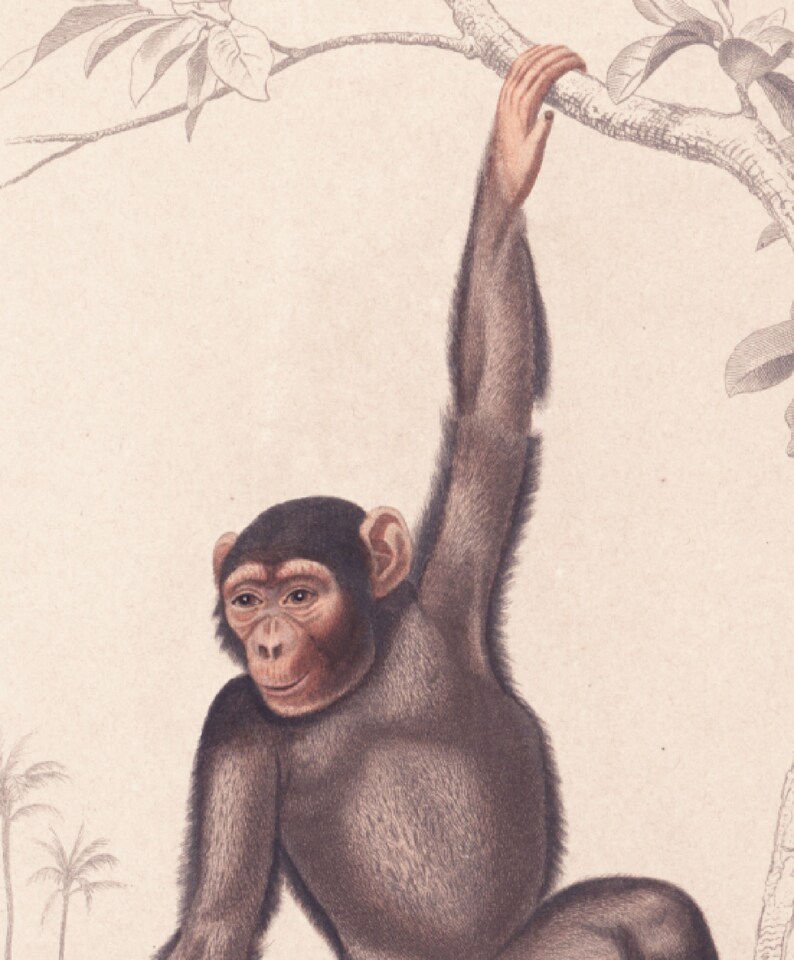 1861 Monkey Chimpanzee Original Antique Print Zoology | Etsy