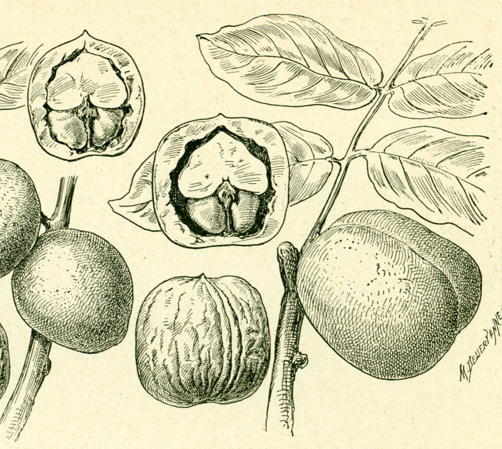 1922 Antique Walnut Print Vintage Botanical Print Larousse - Etsy