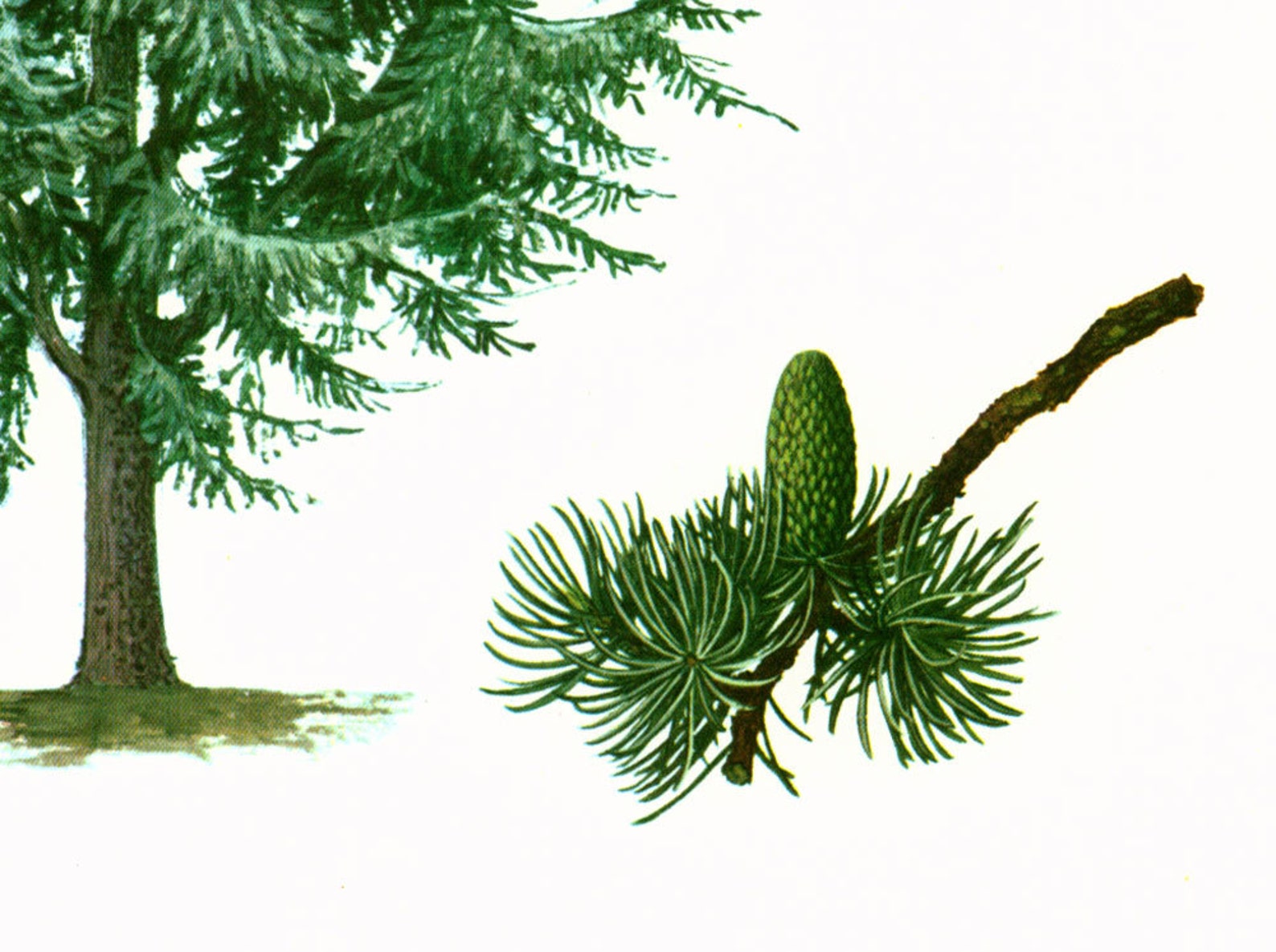 1967 Atlas Cedar Print Vintage Botanical Illustration Wall Art | Etsy