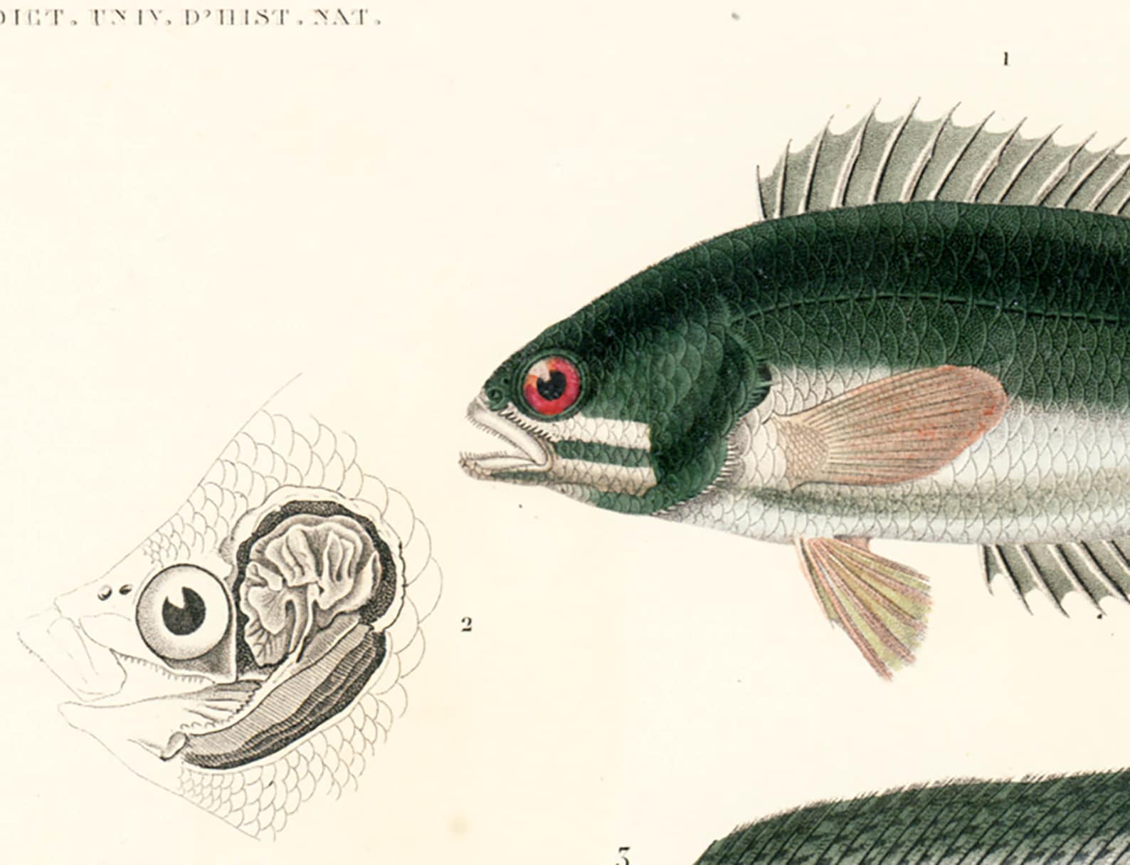 1861 Anabas, Carnivorous Fishes. Handcolored Antique Print. Orbigny ...
