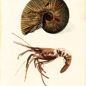 1908 Antique Ammonite Crawfish Print, Original Antique Fossil ...