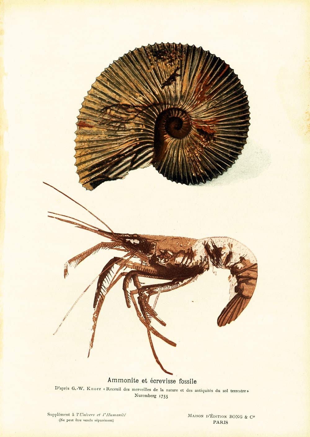 1908 Antique Ammonite Crawfish Print Original Antique Fossil - Etsy