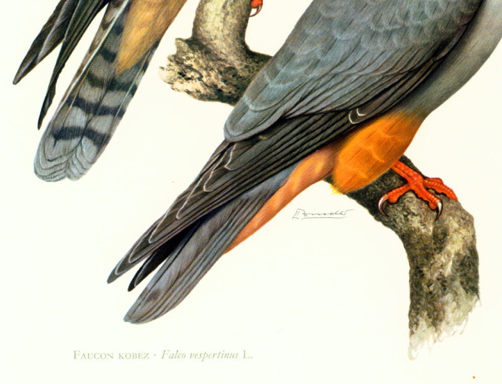 1961 Falcon Print Red Footedfalcon Wall Art Bird of Prey | Etsy