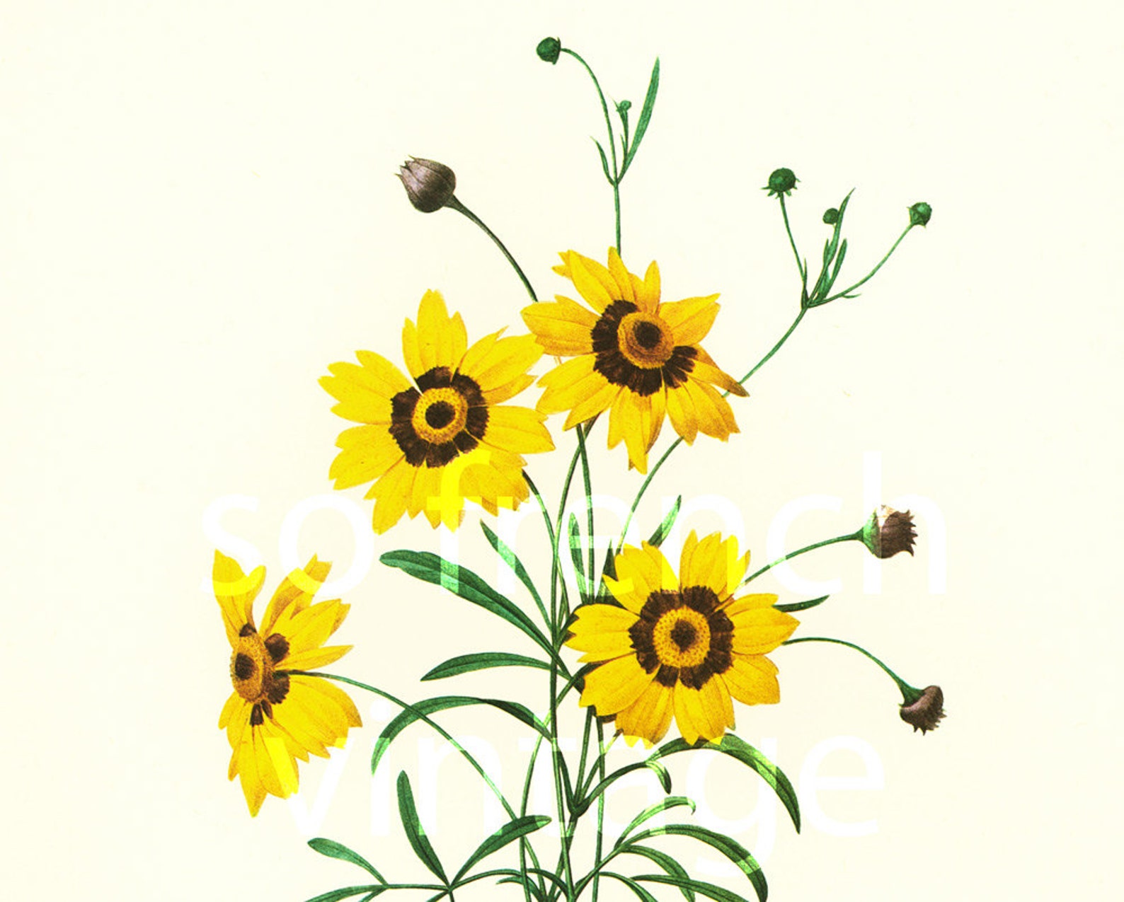 Calliopsis LARGE SIZE by Pierre Joseph Redoute Botanical French Vintage ...