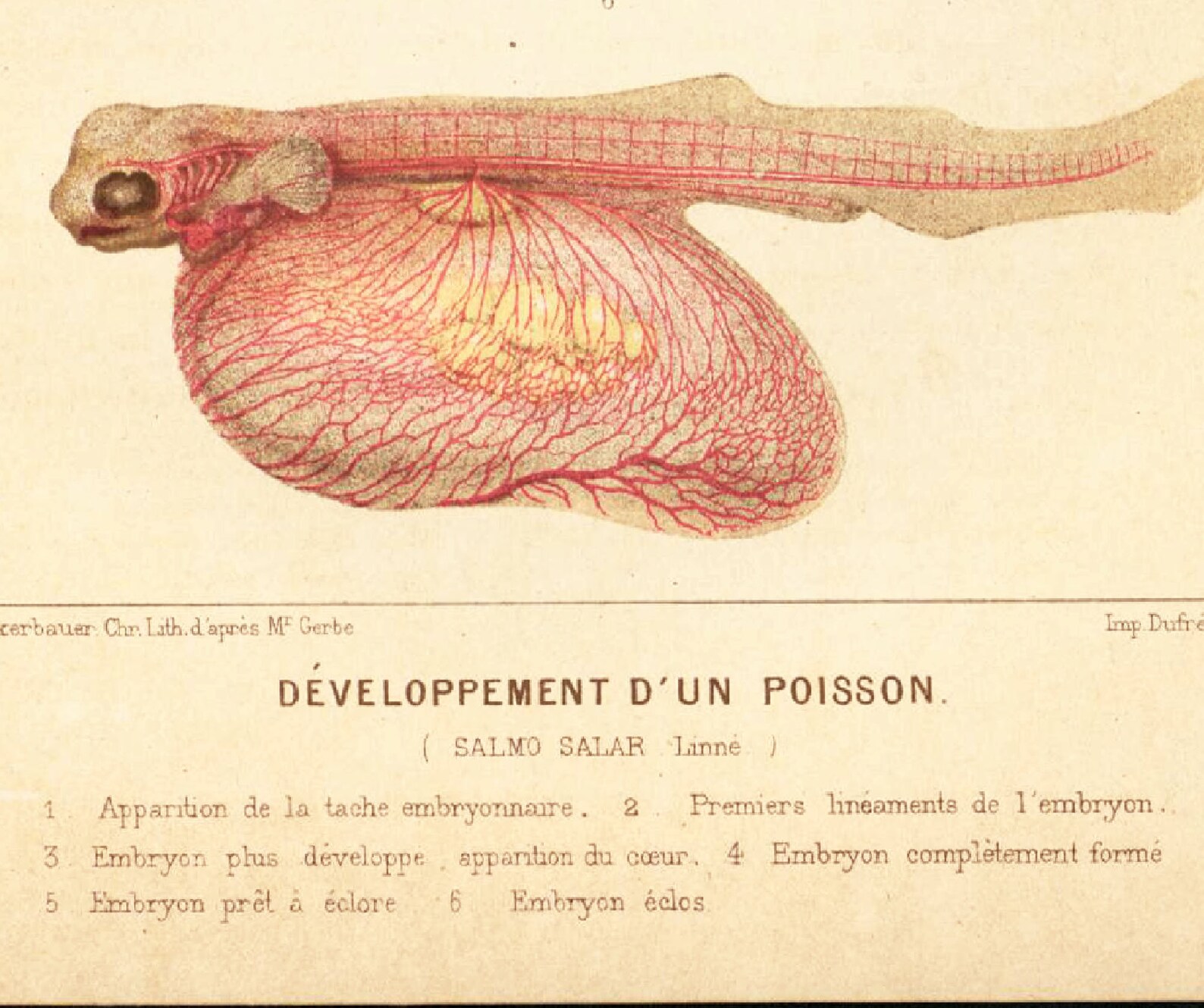 1881 Antique Egg Salmon Life Cycle Reproductive Strategy Print French ...