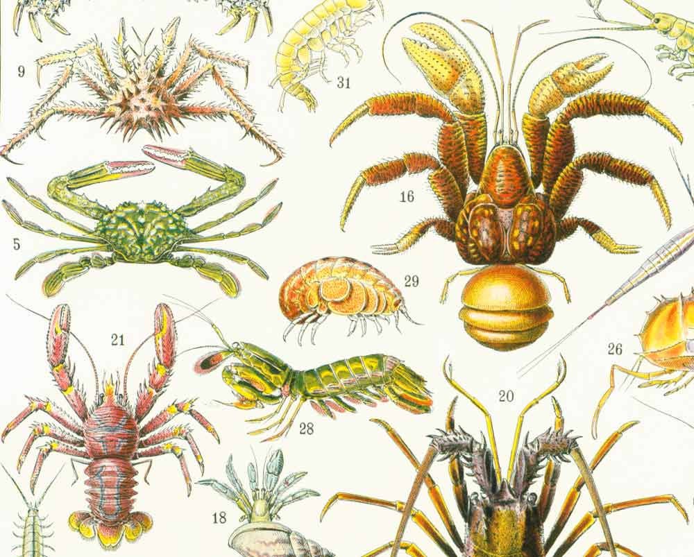 1933 Crustaceans Antique Print. Lobster. Fishes. Shells. Larousse ...