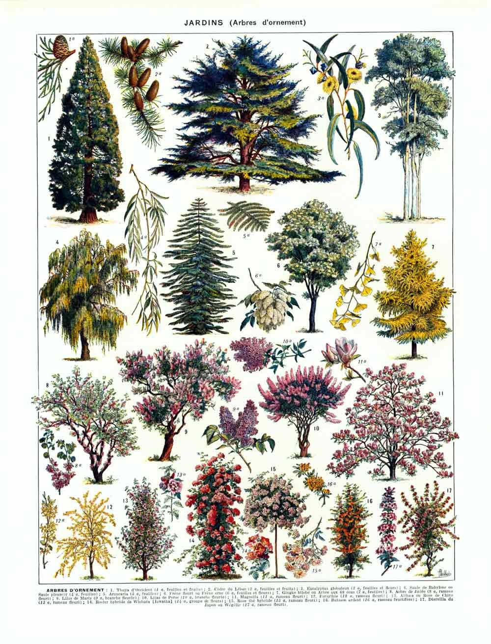 1933 Vintage Trees Print. Garden Trees. Antique Ornamental - Etsy