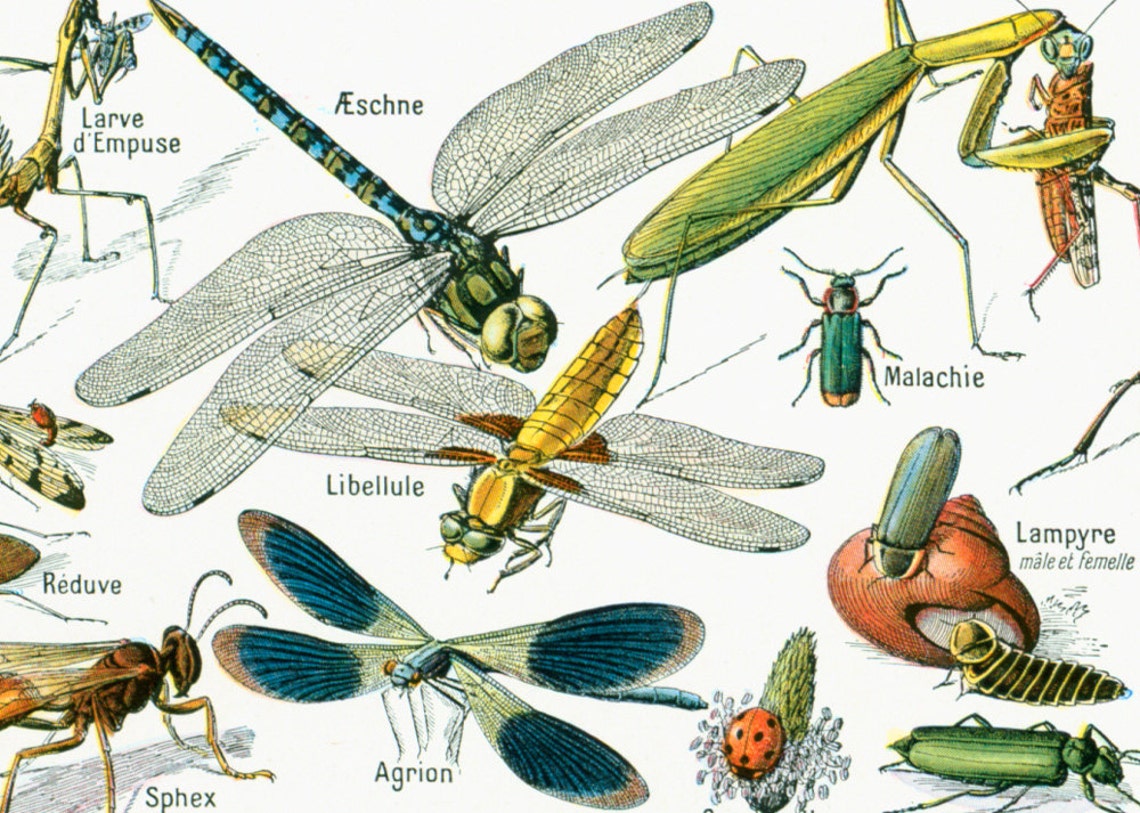 1930 Insectes planche illustrée couleur ancienne originale - Etsy France