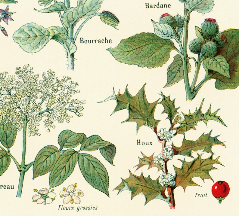 1897 Sudorific & Diuretic Plants, Medicinal Plants Antique Print ...