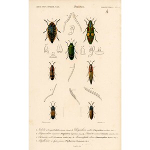 1861 Antique Insect Print, Beetle Lithograph, Hand Colored Orbigny ...