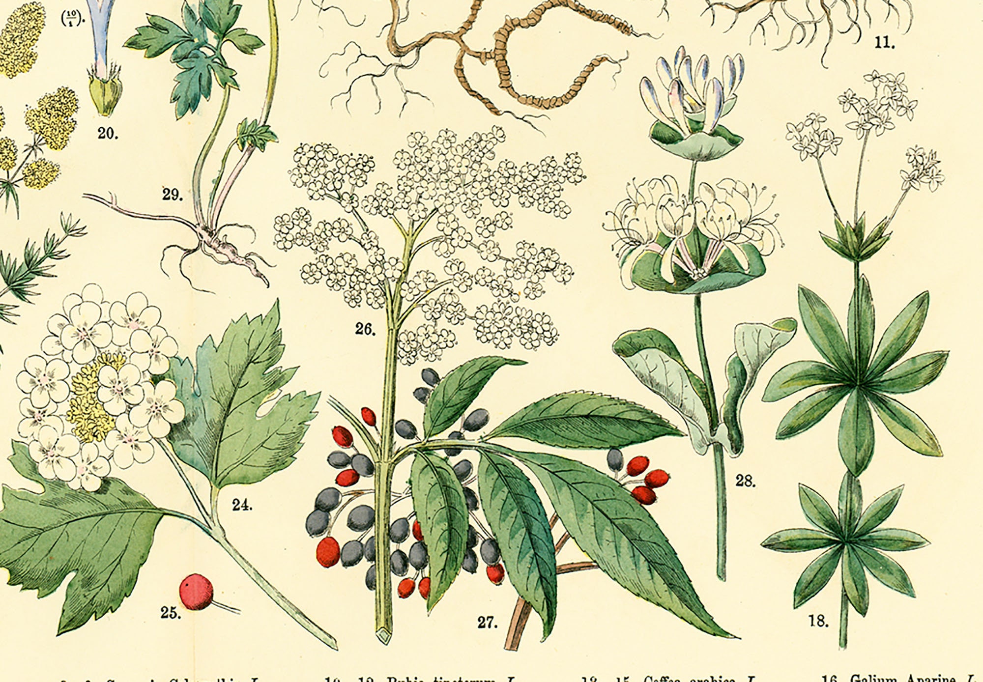 1885 The Rubiaceae family Chart Medicinal Plants Antique | Etsy