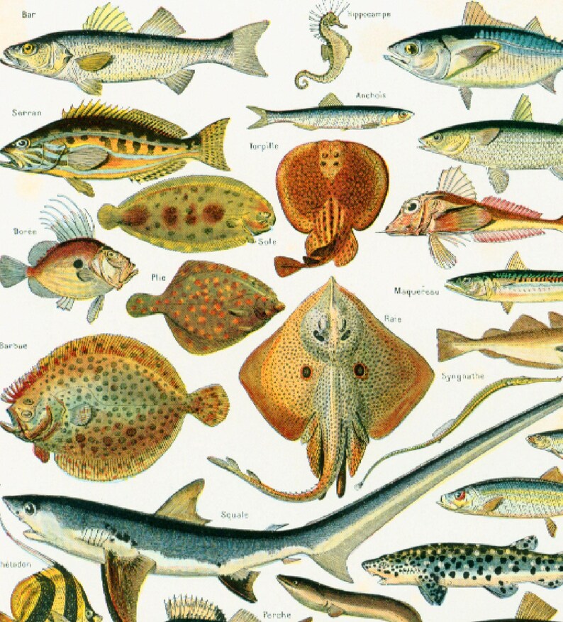 1930 Antique Fish Chart Ichtyology Identification Authentic 1930s Print ...
