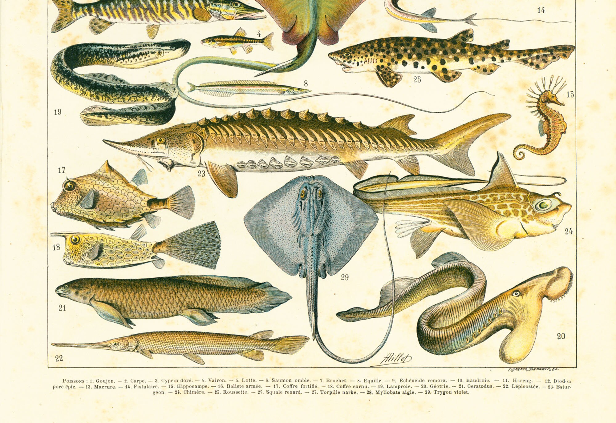 1897 Fishes Antique Print XL Print Chart Fish Print - Etsy