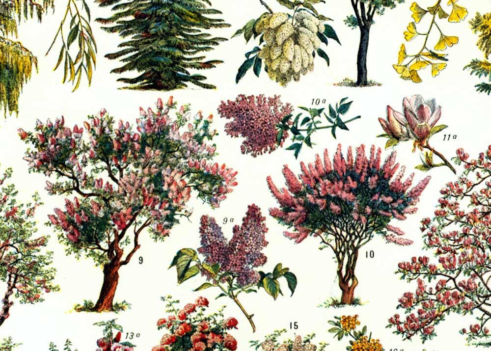 1933 Vintage Trees Print. Garden Trees. Antique Ornamental Tree Print ...